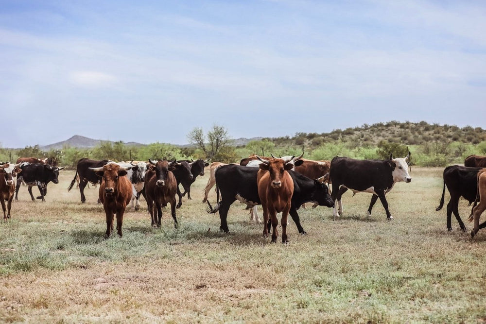 Corriente Beef | Corriente Cattle – Capital Farms Meats & Provisions