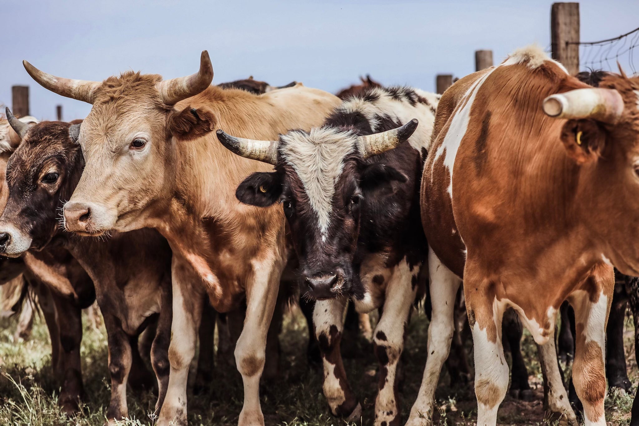 The Corriente Beef | Grass Fed Beef Arizona – Capital Farms Meats ...